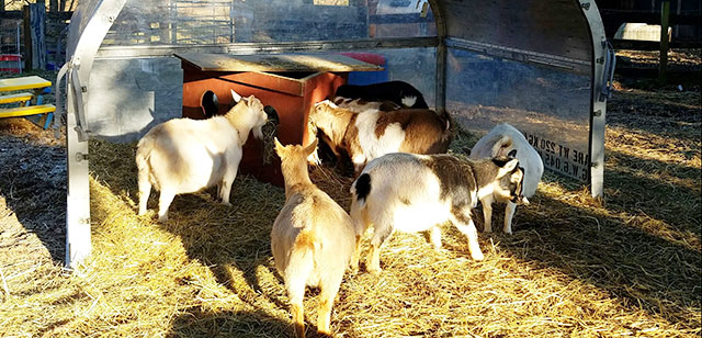 Cargo ‘igloos’ have new life as livestock houses, garden storage ...