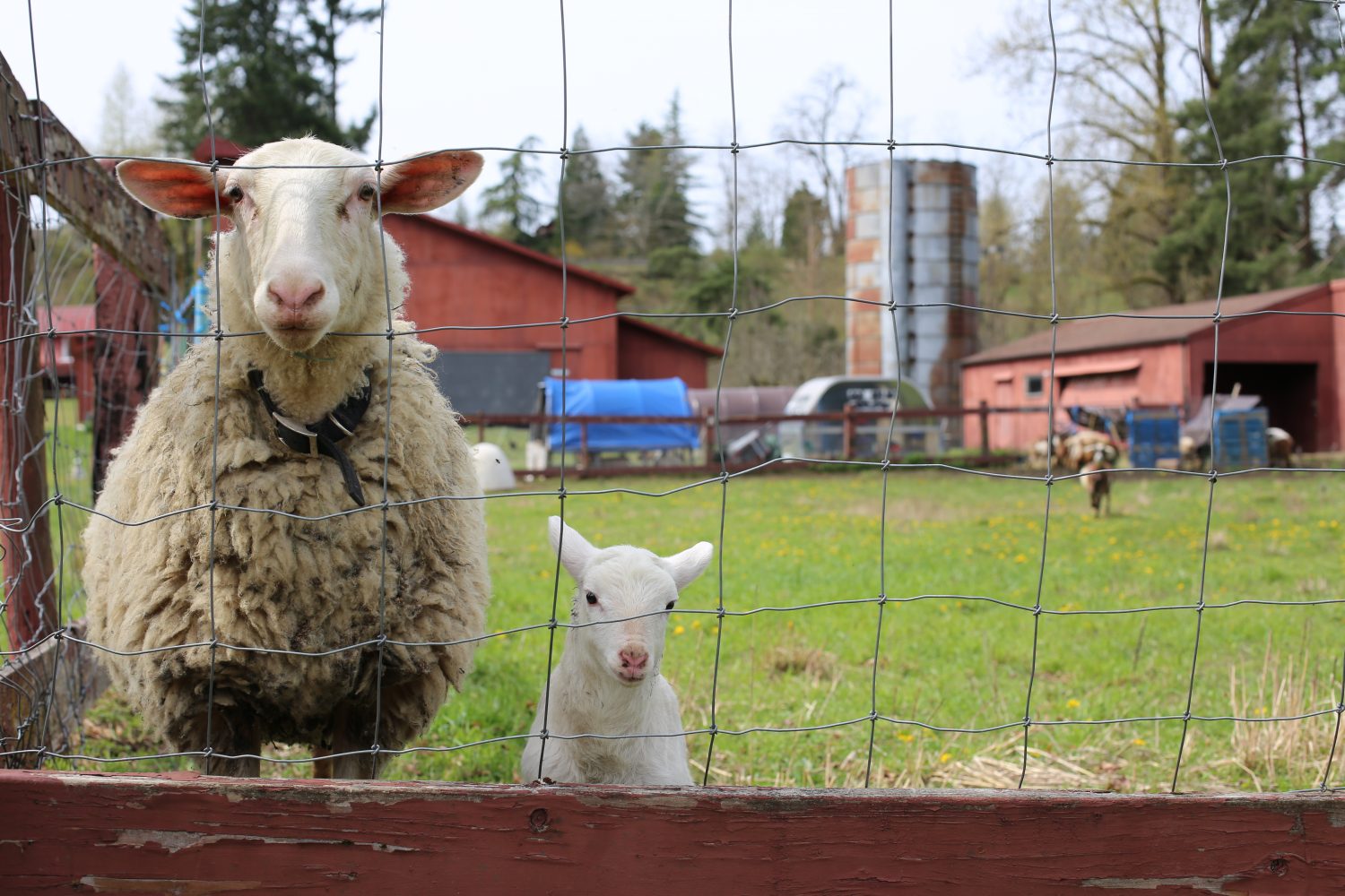 Cargo ‘igloos’ have new life as livestock houses, garden storage ...