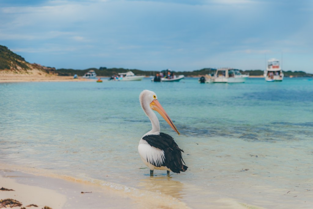Is this the cutest animal in Australia? In search of the perfect ...