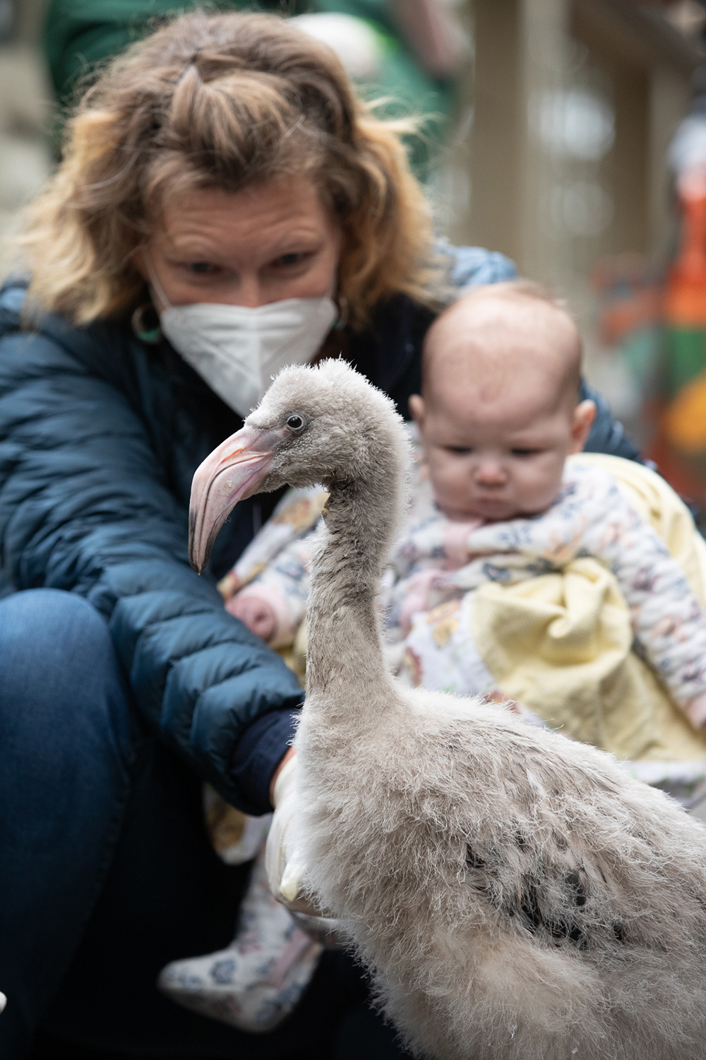Alaska Airlines flight attendant saves rare flamingo eggs during flight ...